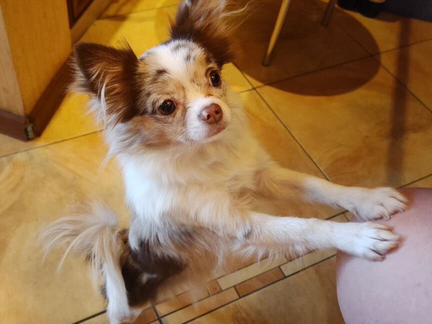 Чихуахуа мини длинношёрстный