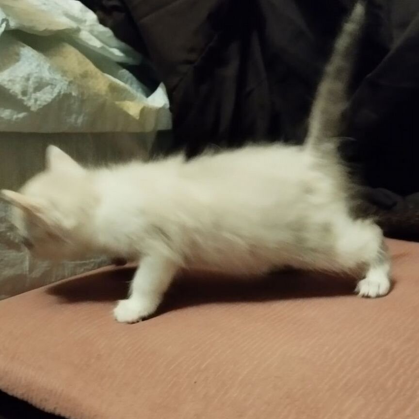 Котёнок в добрые руки