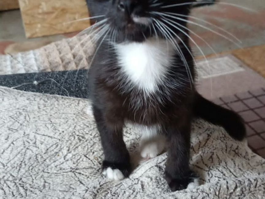 Ищем добрые ручки