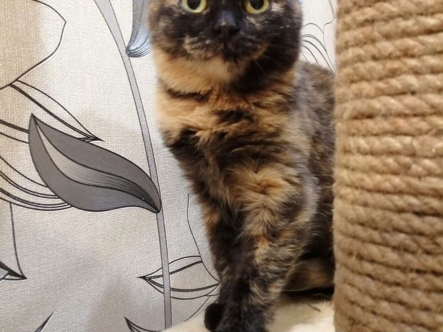 Котенок девочка 4,5 -5 мес