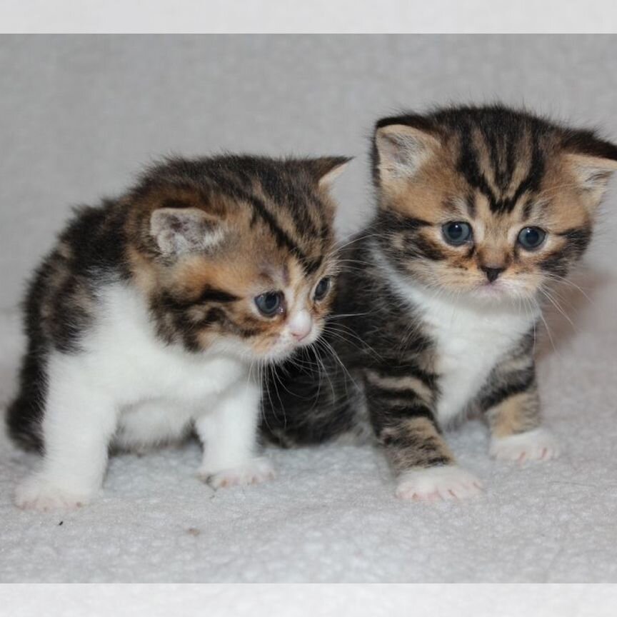 Британские милашки