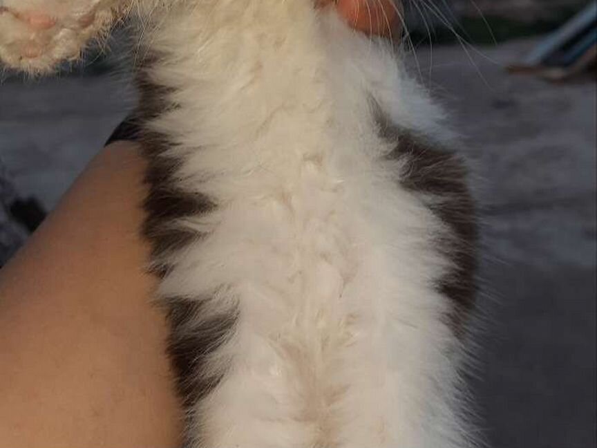 Кошки