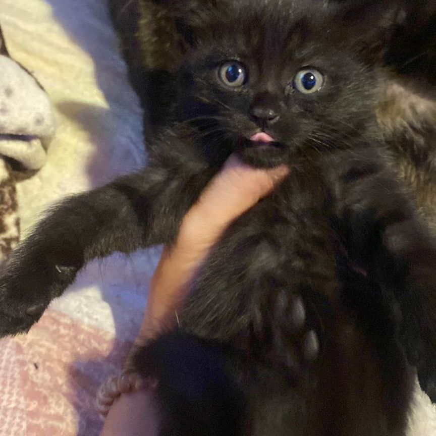 Котенок дворняга