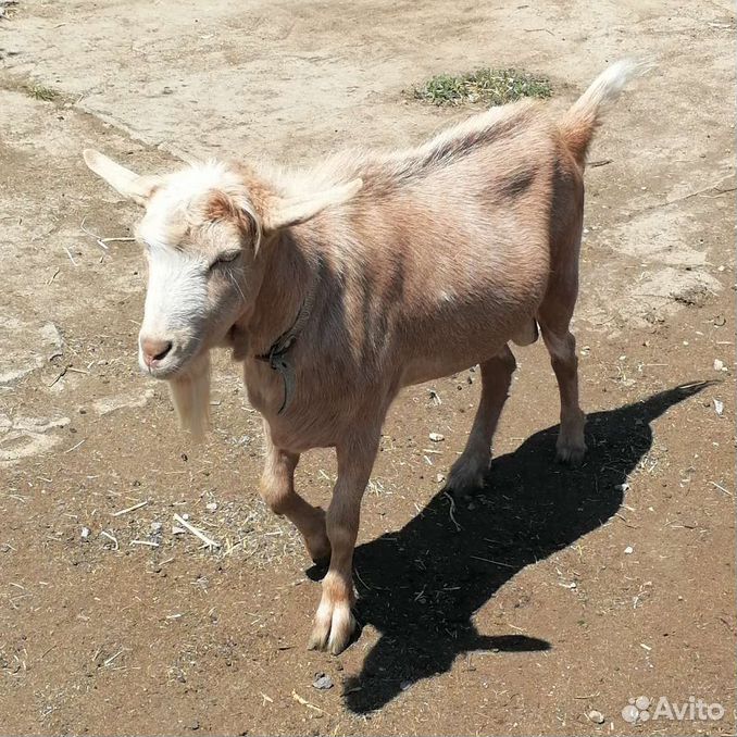 Козёл, Коза