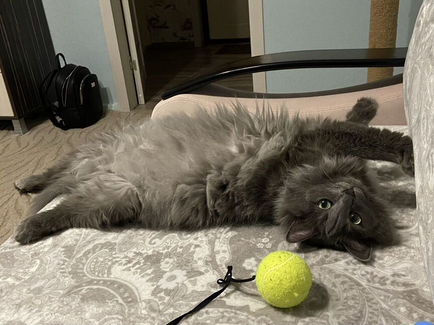 Кошка