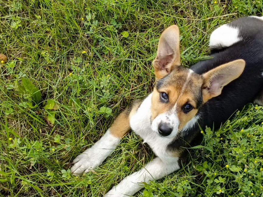 Собака в добрые руки щенок