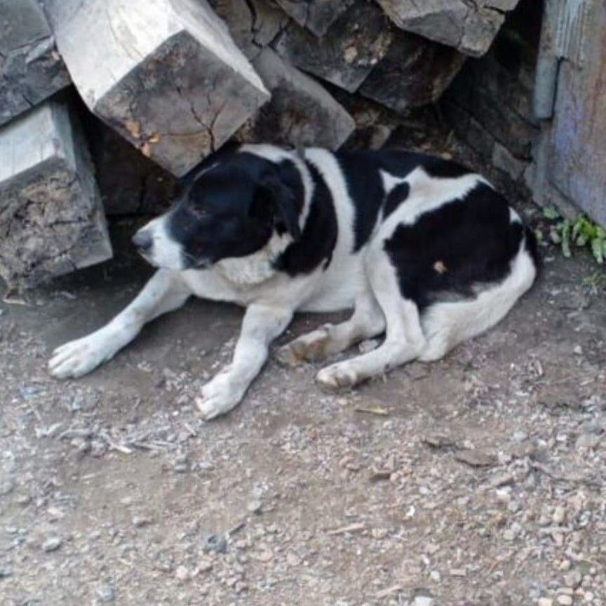 Пёсику нужна помощь