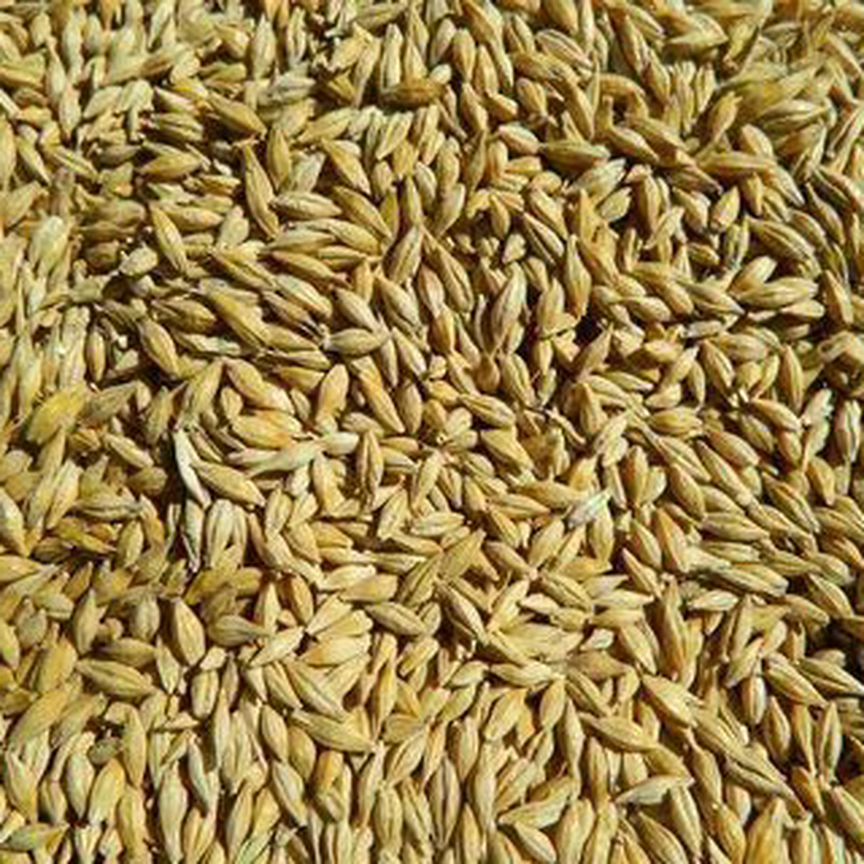 Продам ячмень свежего уражая около 800кг