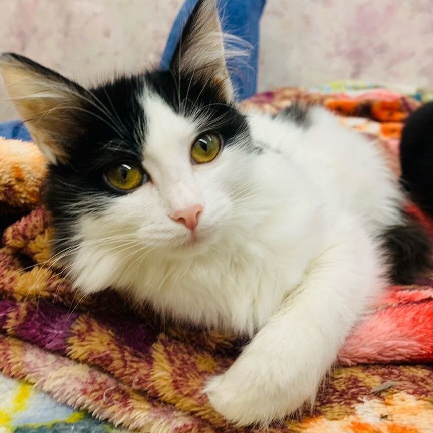 Пушистая черно-белая кошечка подросток ищет дом