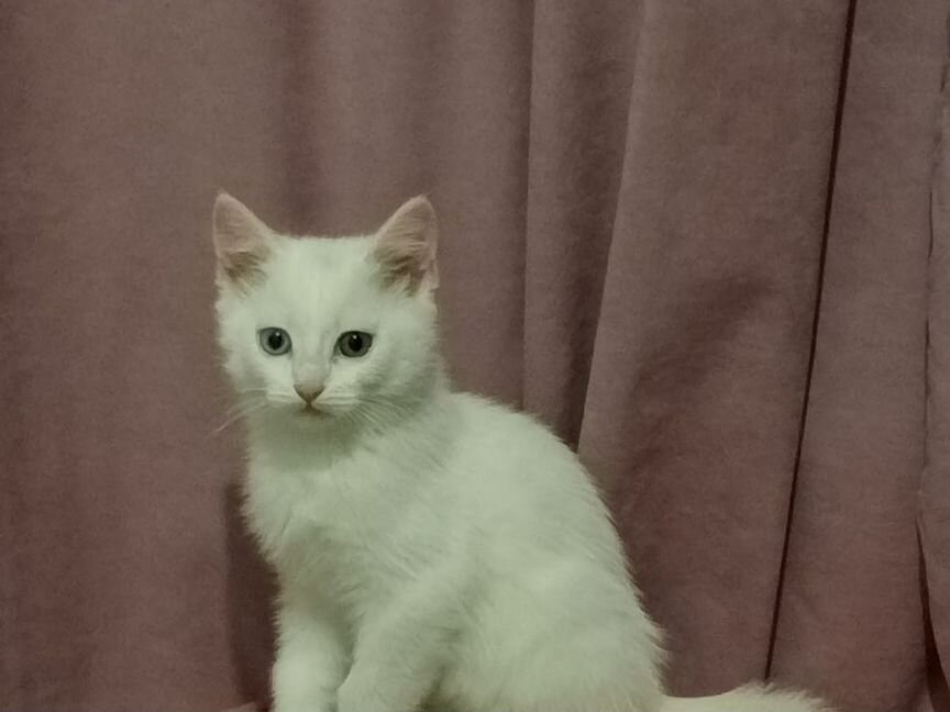 Белоснежные котята