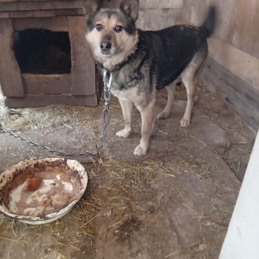 Собака в добрые руки Лада