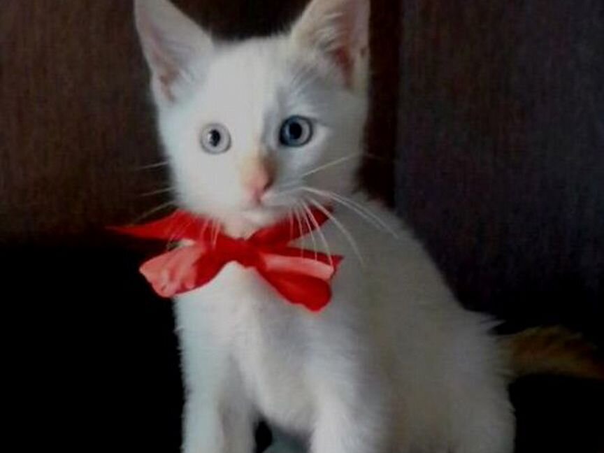 Милейший котенок мальчик в добрые руки