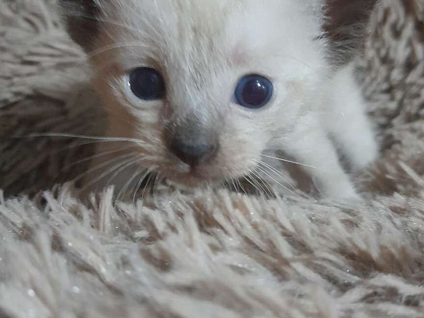 Тайские котята