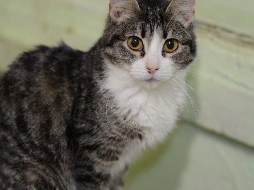 Спасите котенка