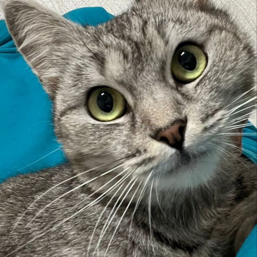 Кошки