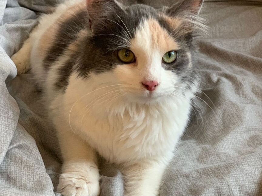 Спасенная бездомный кошечка