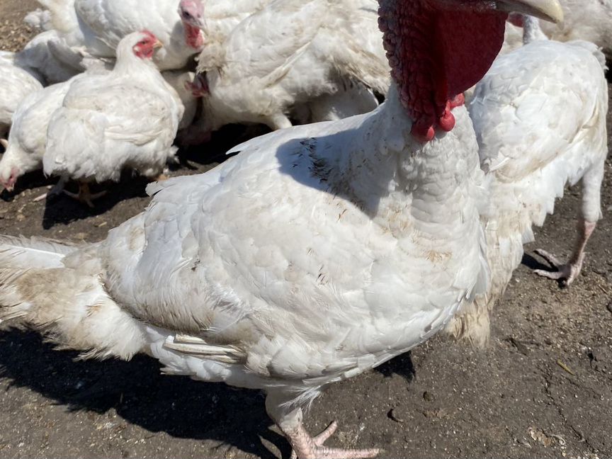 Индюки бройлеры