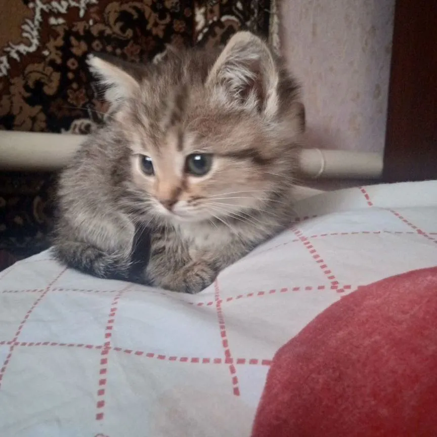 Котёнок, кошечка в добрые руки