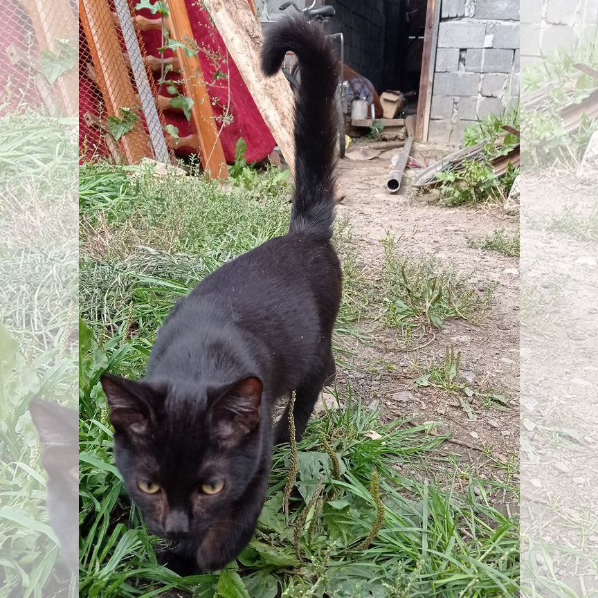 Котята разных возрастов