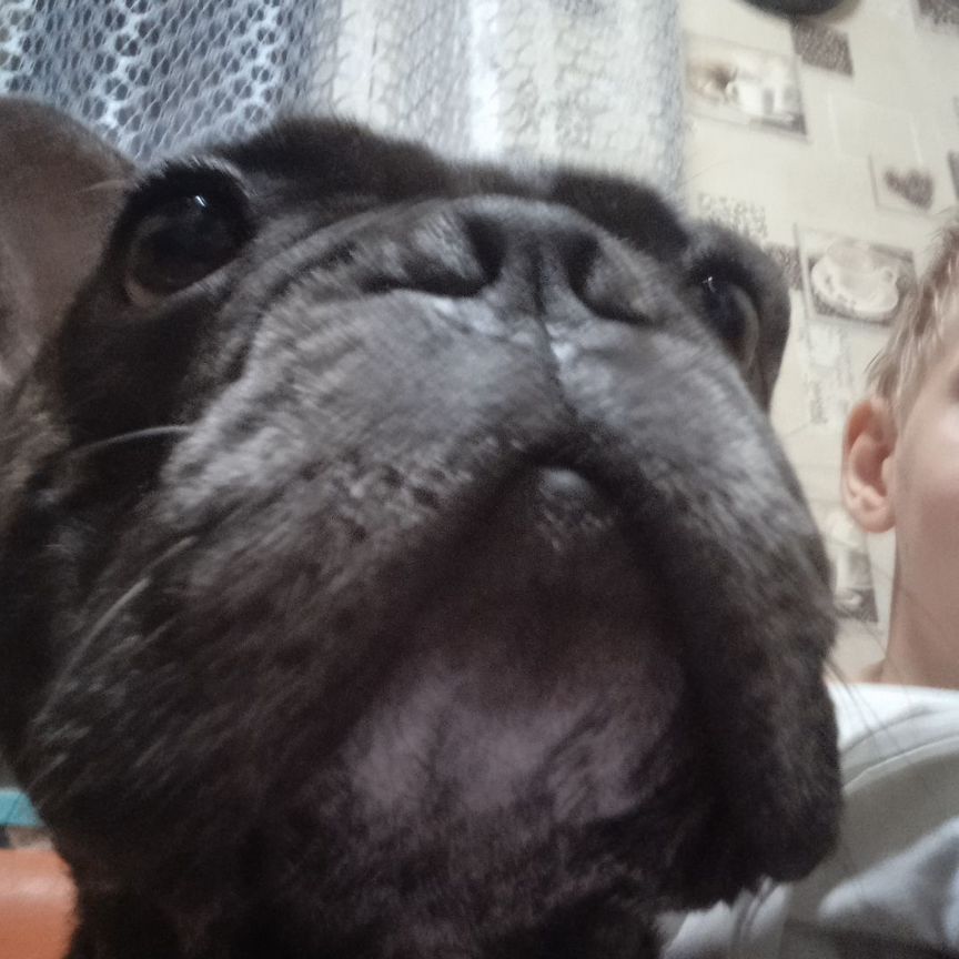 Французский бульдог