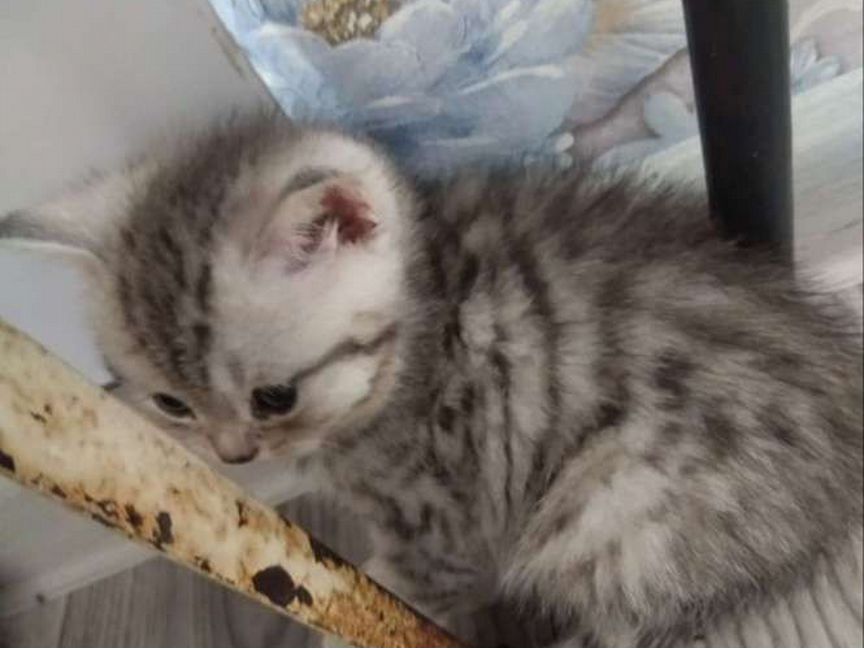 Шотландские котята