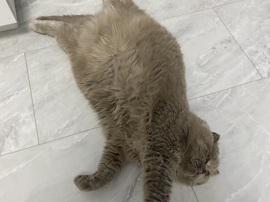 Кошка