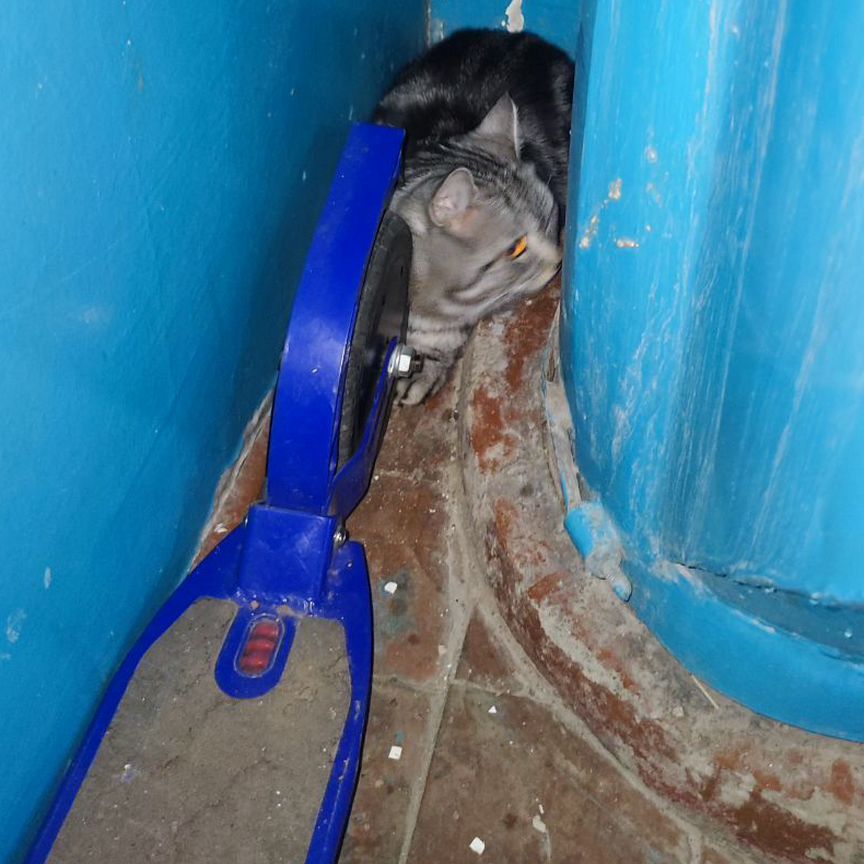 Британский длинношёрстный, взрослый кот