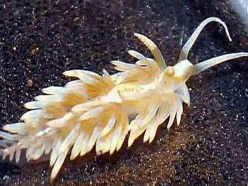 Бергии / морской аквариум