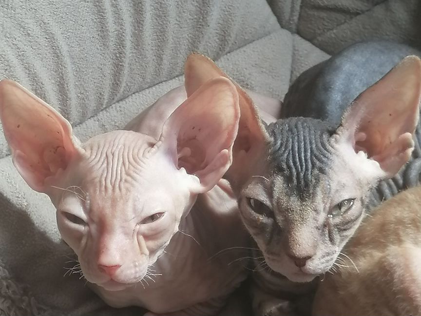 Сфинкс котята