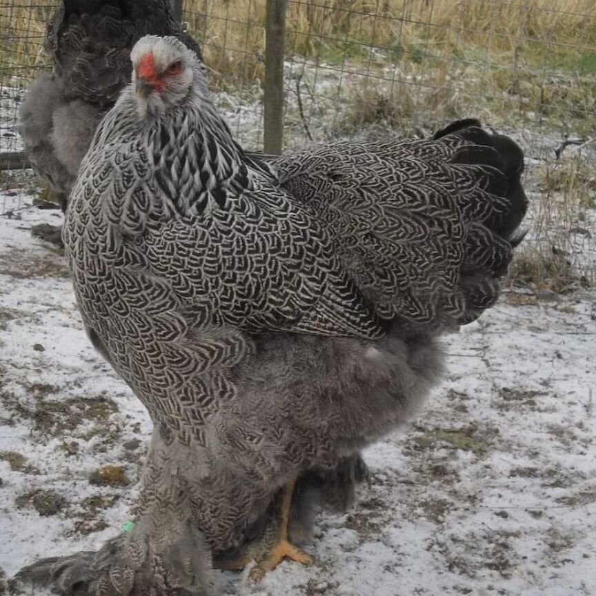 Курицы Брама