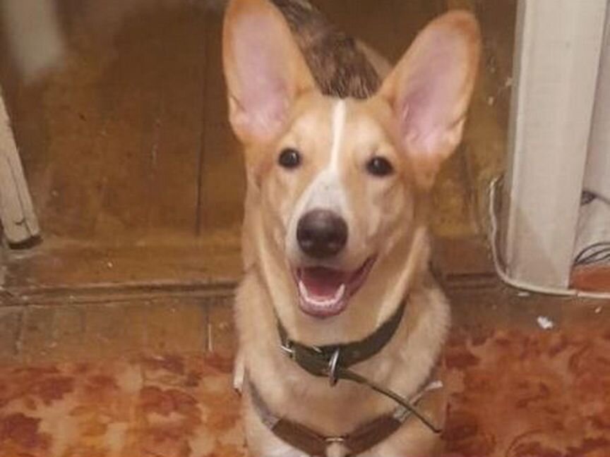 Щенок в добрые руки бесплатно