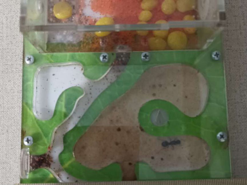 Муравьиная ферма бу