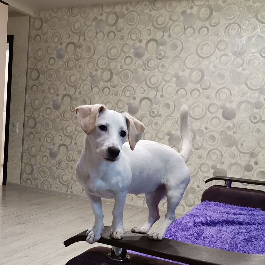 Джек рассел