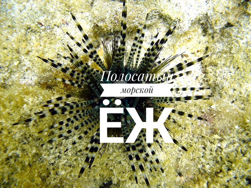 Полосатый морской ёж, XL (Ëж в наличии)