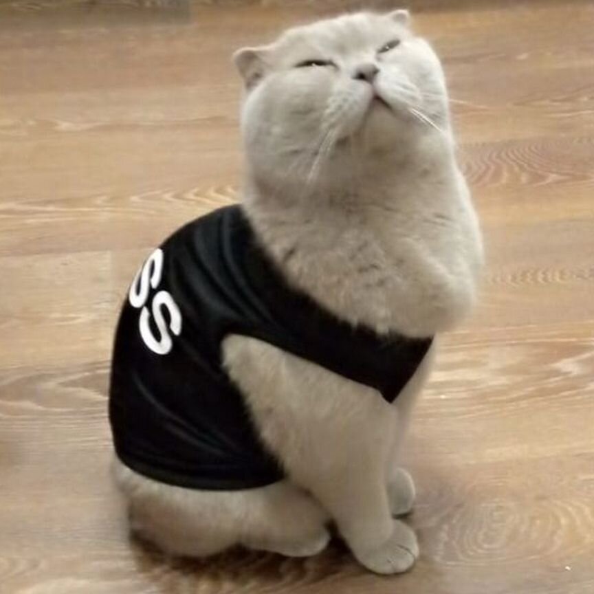 Британский кот