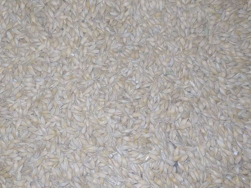 Зерно ячмень, пшеница