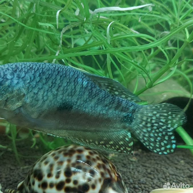 Мраморный гурами взрослый самец