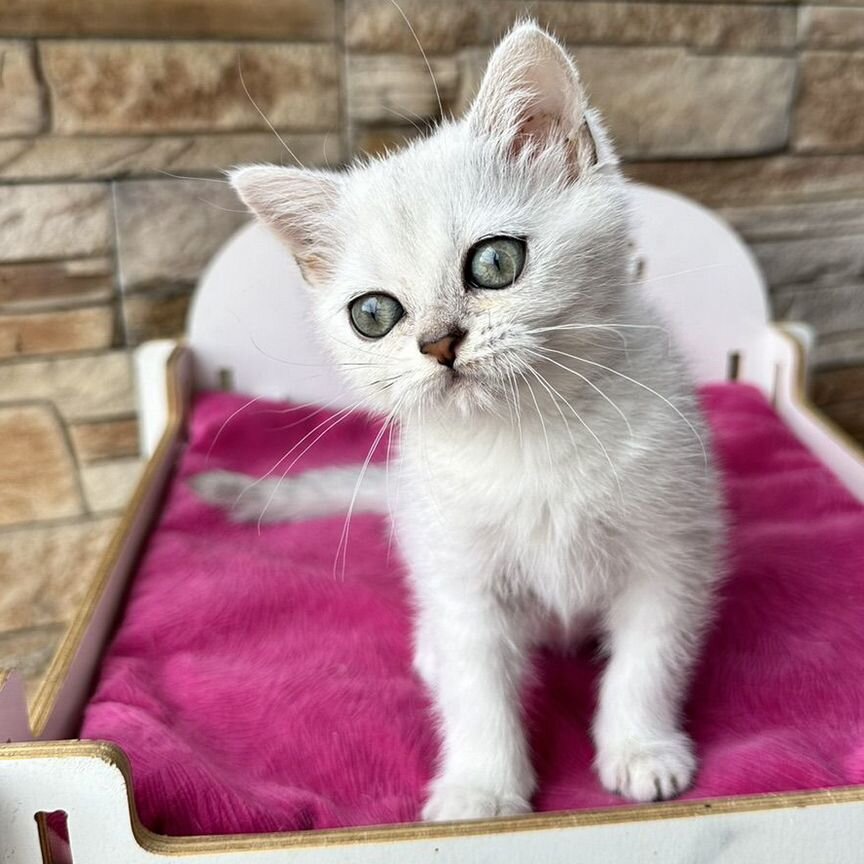 Шиншилловая девочка Рокси