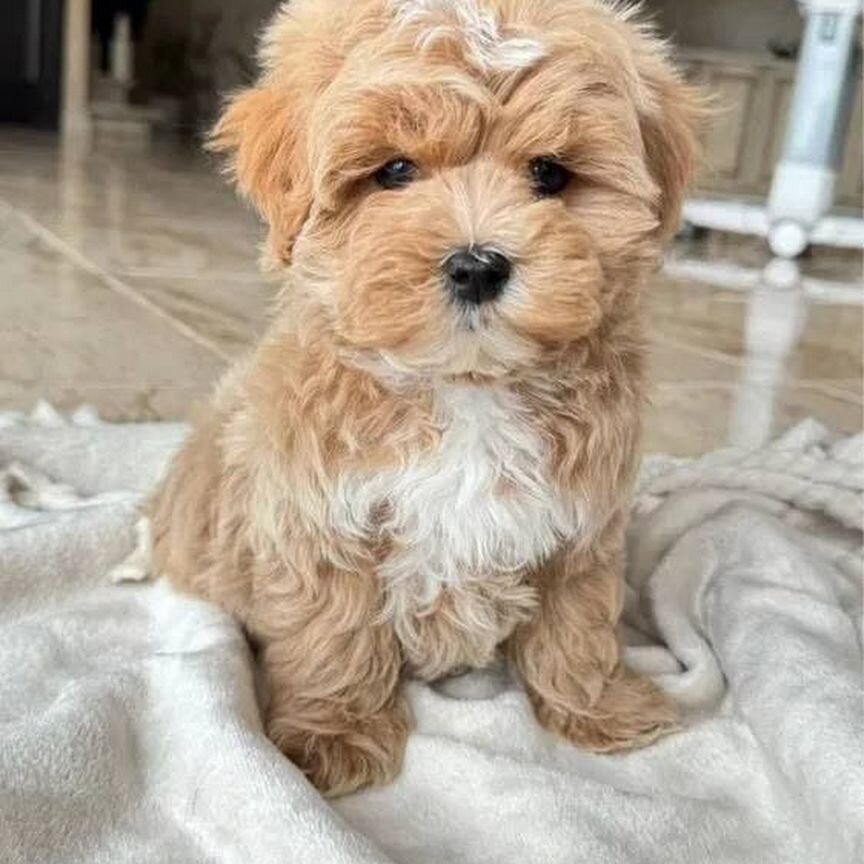 Щенки мальтипу