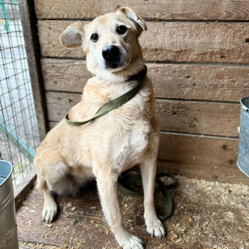 Старушка Ватрушка грустит в приюте