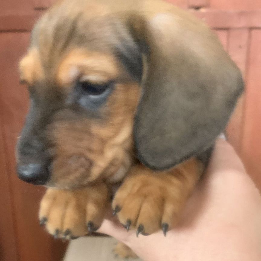 Такса, щенок