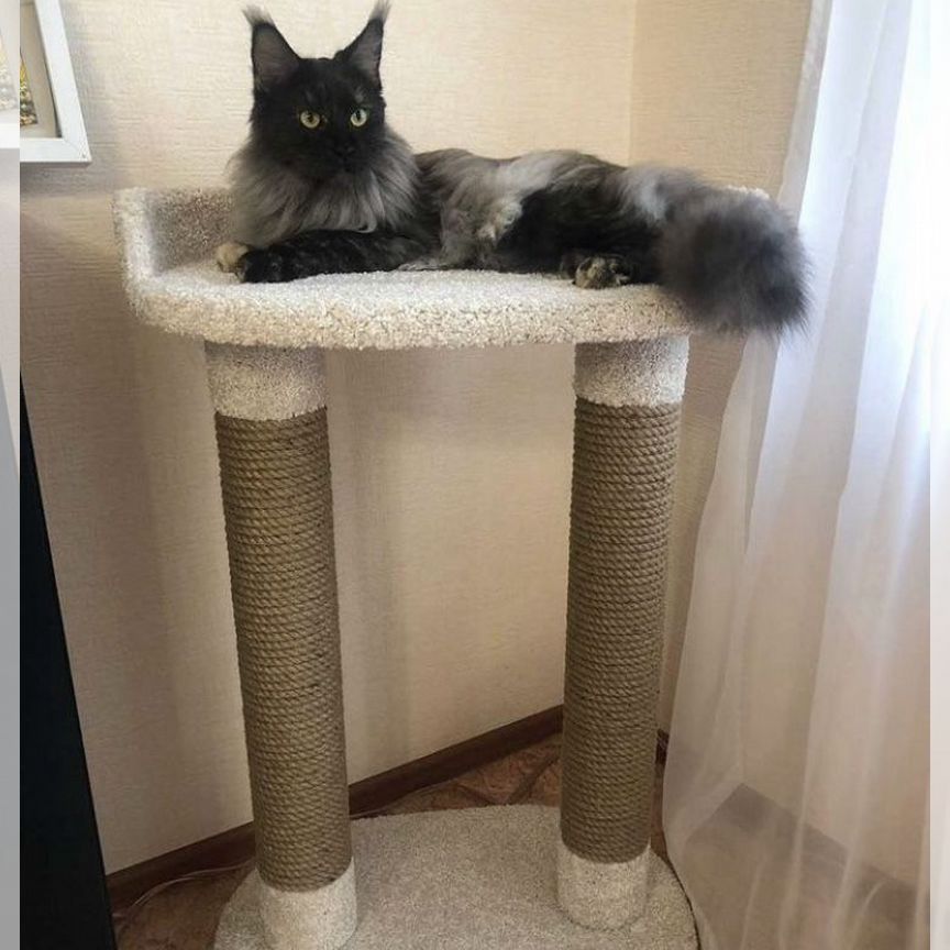 Когтеточка для кошек
