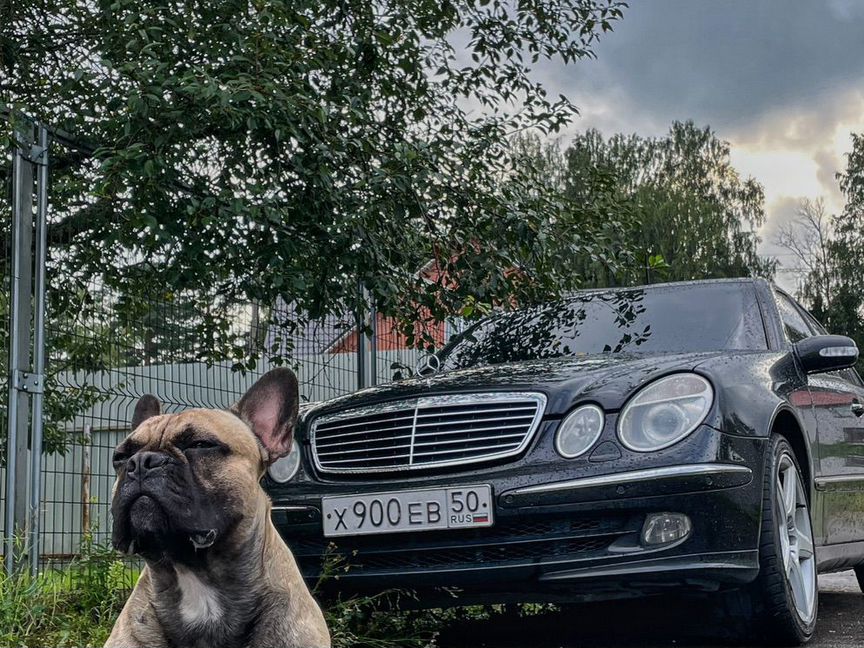 Фоанцузский бульдог вязка