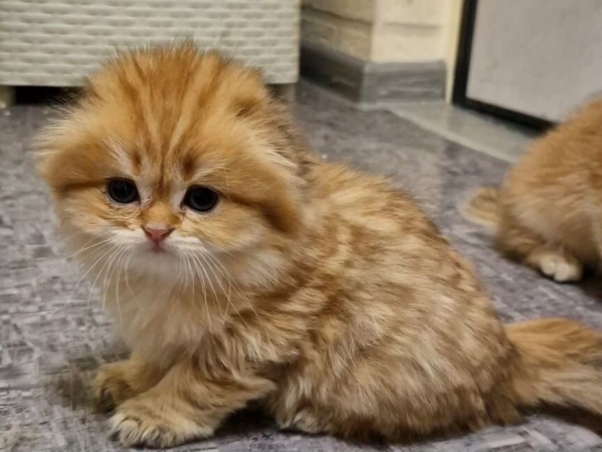 Роскошная вислоухая девочка