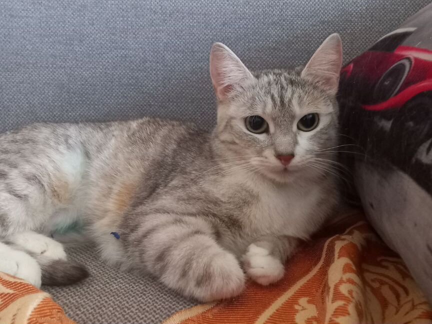 Кошечка Белка