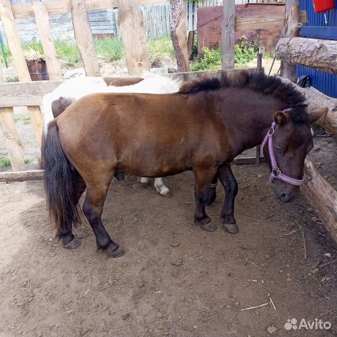 Пони тяжеловозного типа