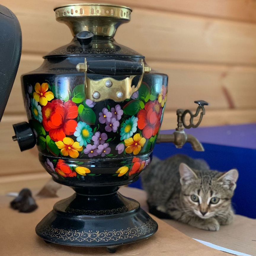 Милые котятки на выбор