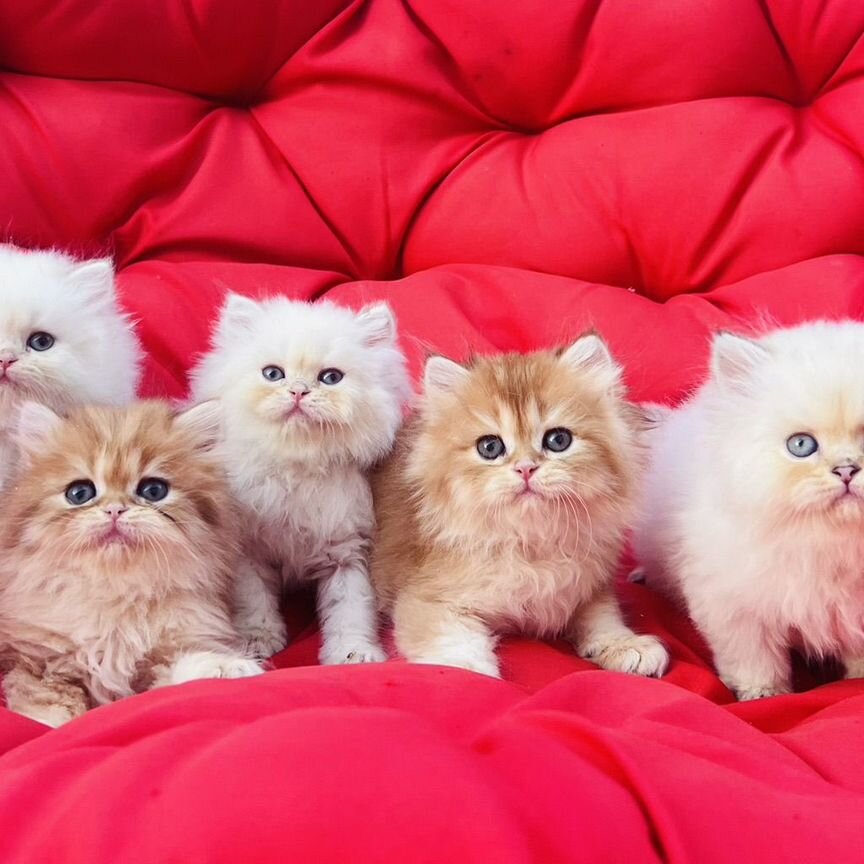 Бритснскме шиншиллы