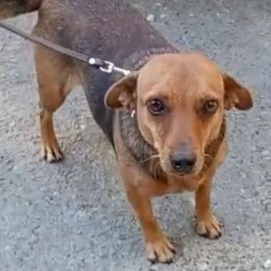 Взрослая собака в добрые руки