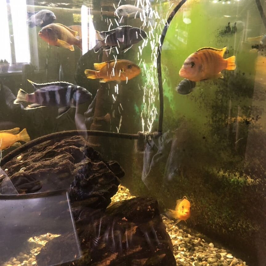 Цихлиды большие